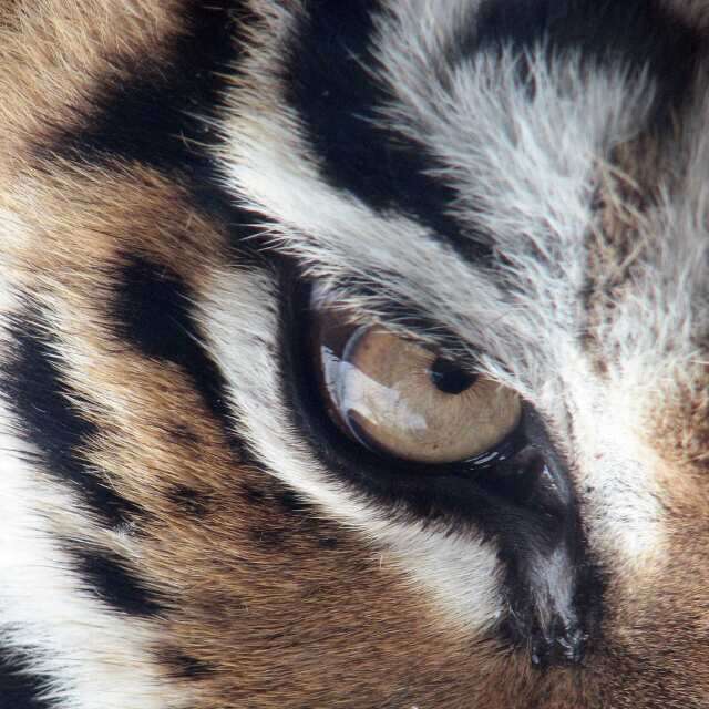Can Tiger Seen in Sundarban